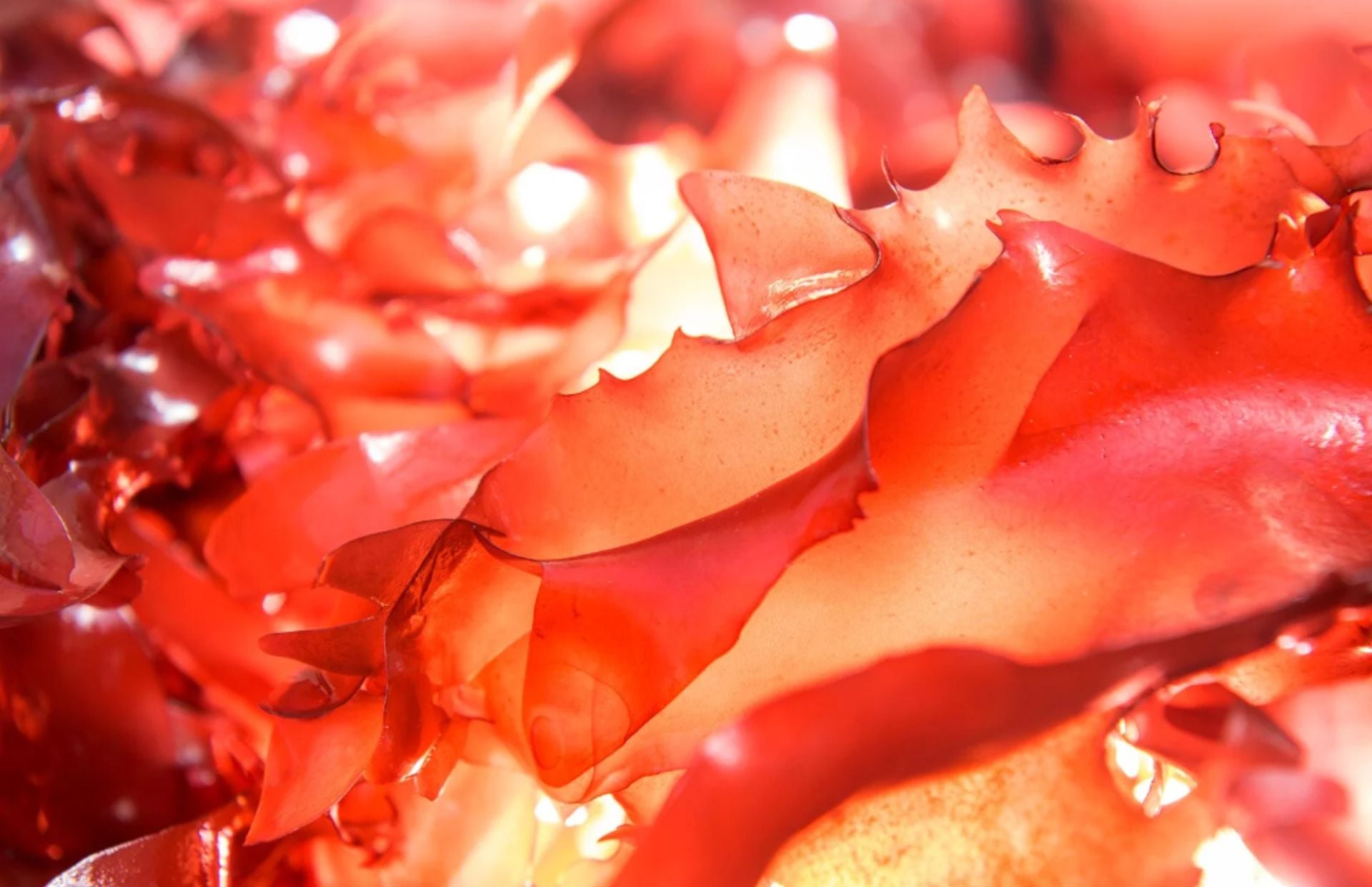 Ocean DerMX - An Ingredient for All – ednibody